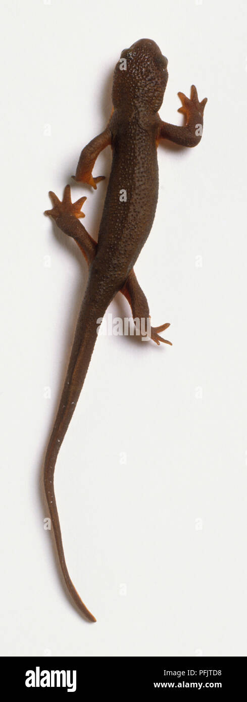 Snakes and lizards hi-res stock photography and images - Alamy