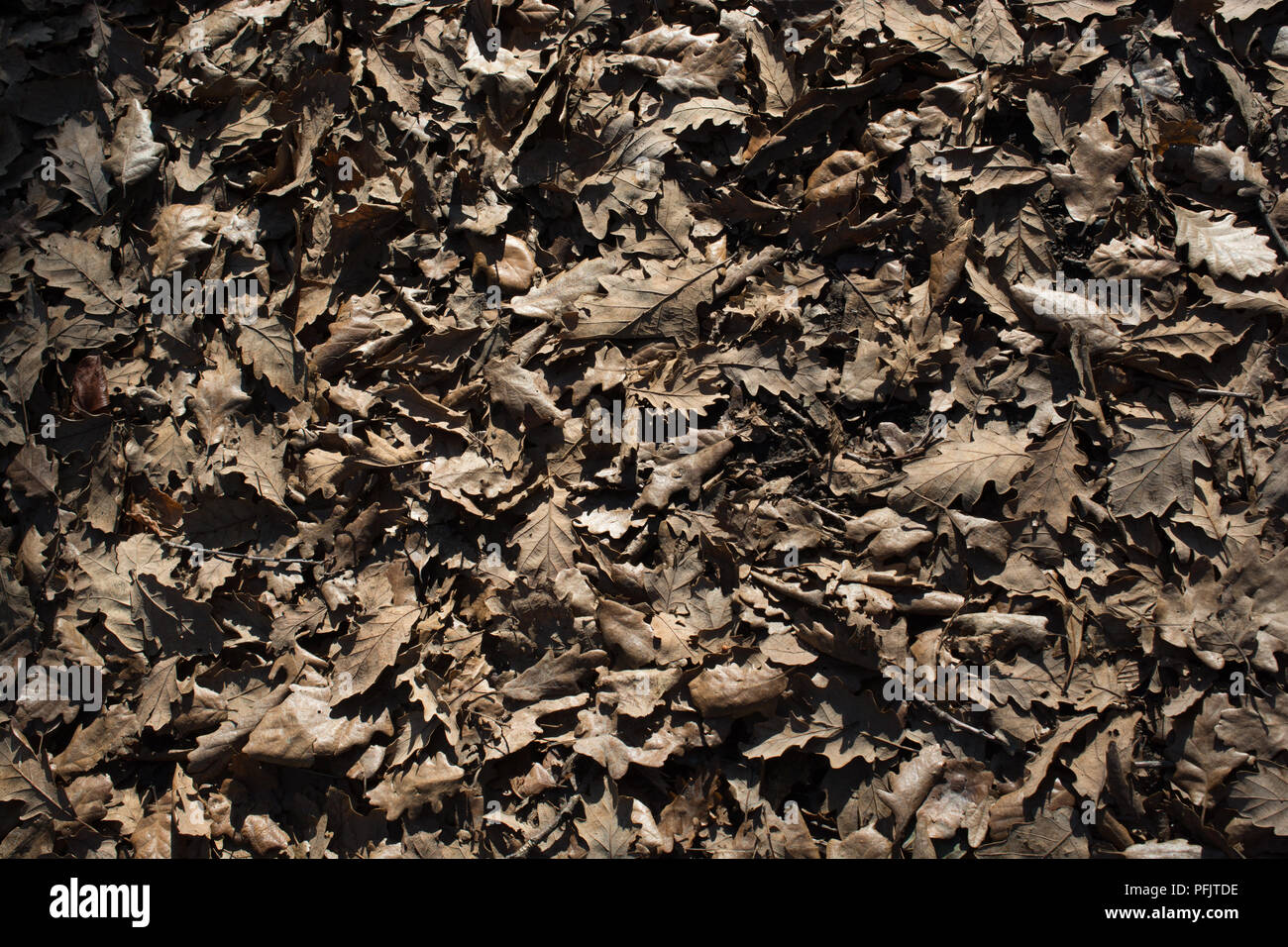 Texture background of autumn season with leaves Stock Photo - Alamy