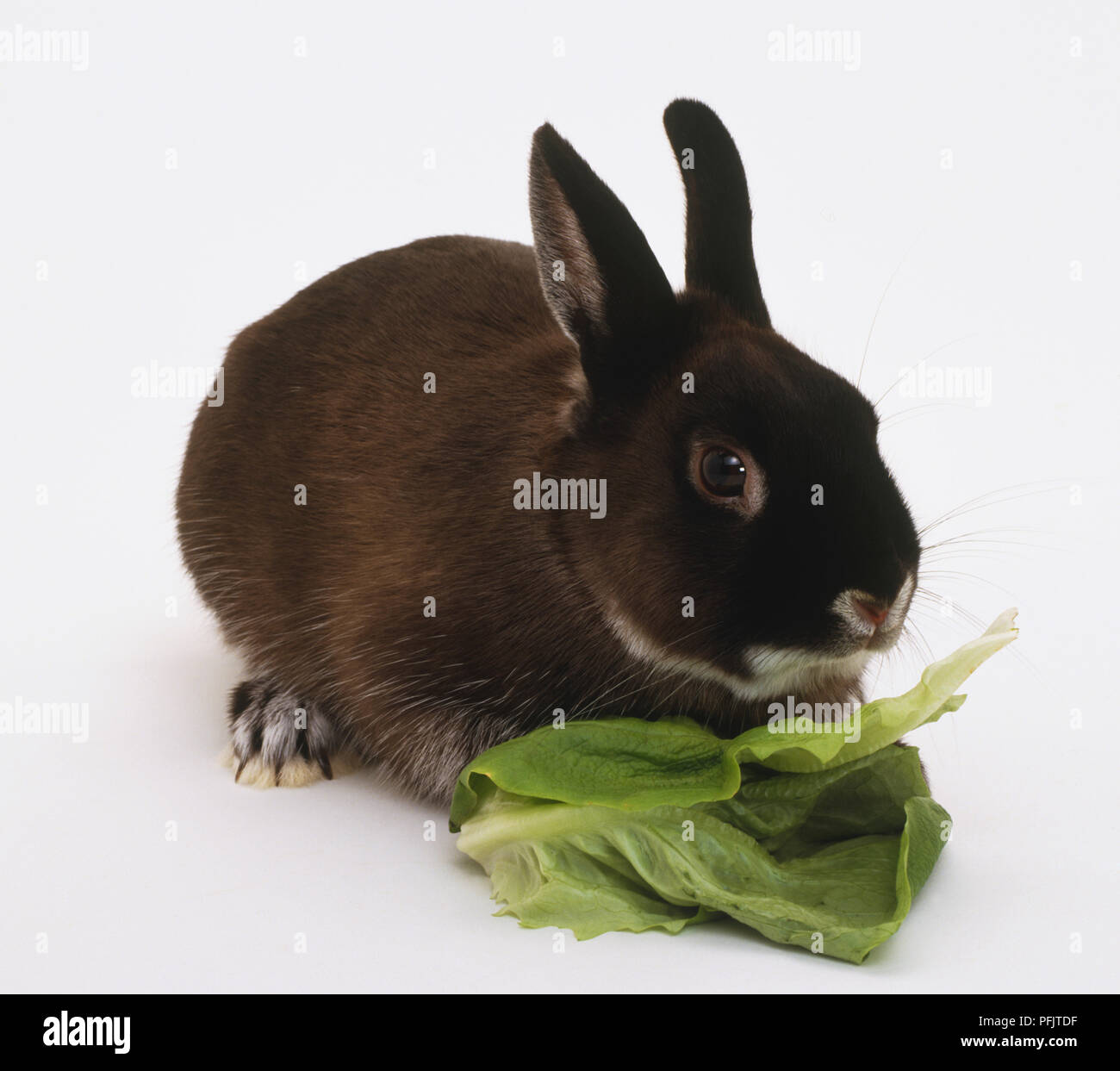 Brown Bunny High Resolution Stock Photography and Images - Alamy