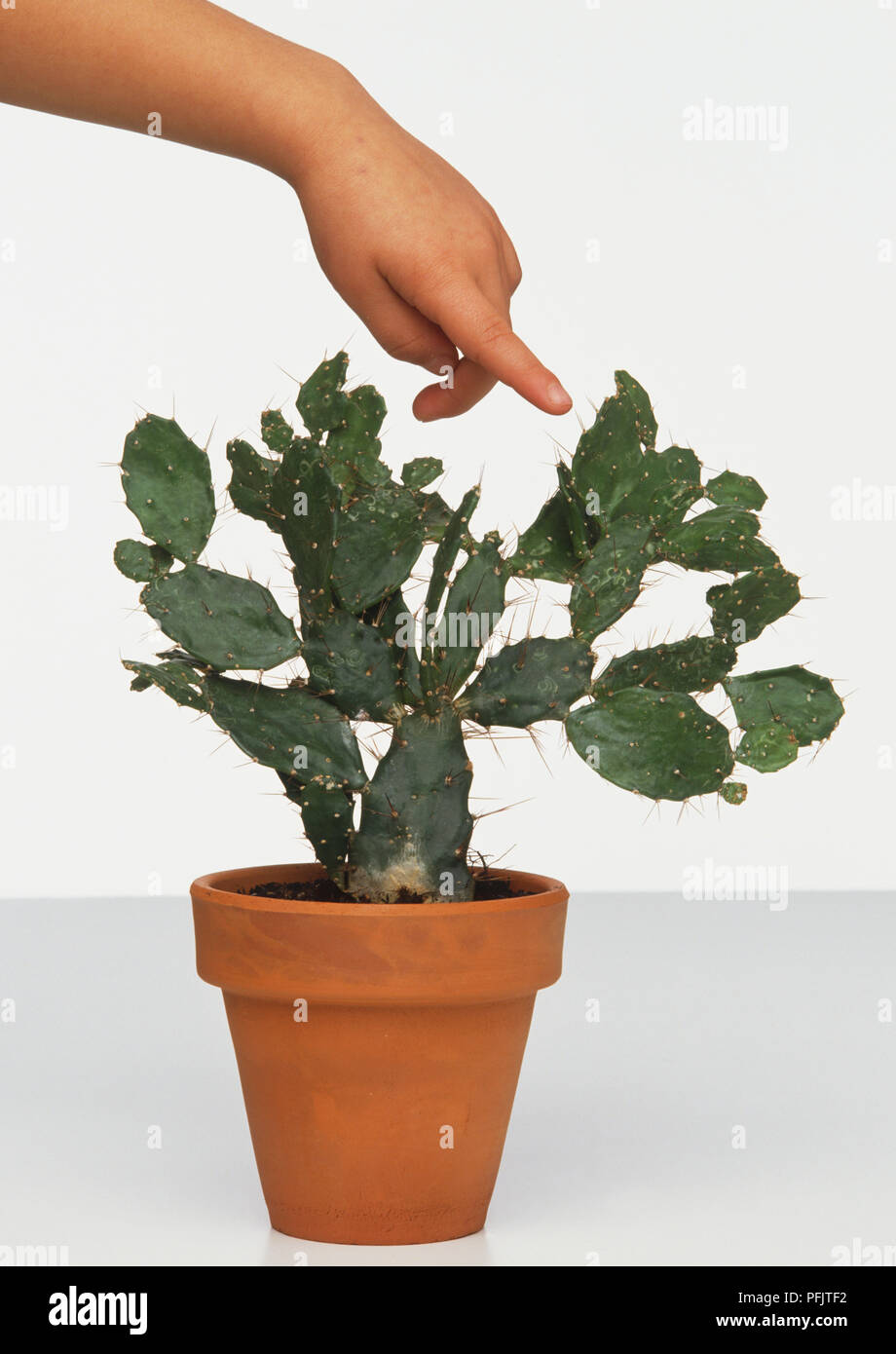Finger touching cactus hi-res stock photography and images - Alamy