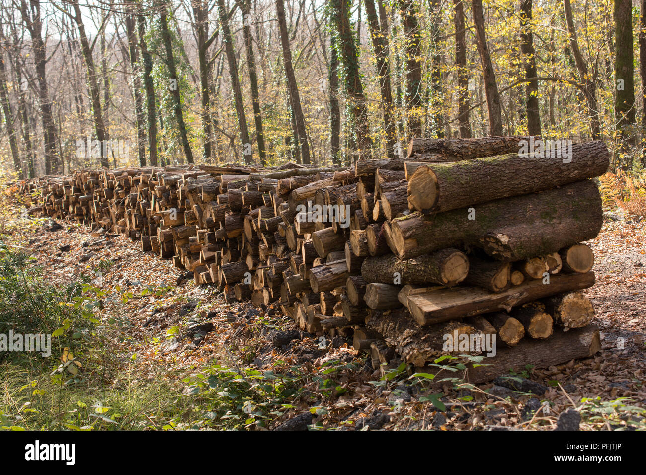 Stack of tree trunks piled up wood logs in forest Stock Photo - Alamy