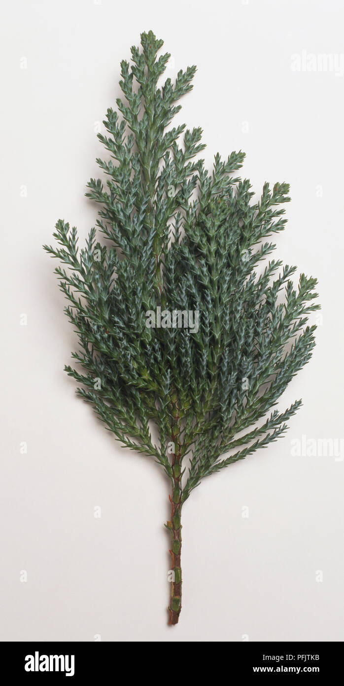 Conifer propagation hi-res stock photography and images - Alamy