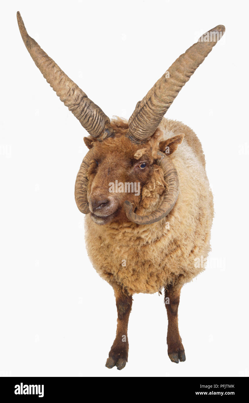 Jacobs four-horned sheep Stock Photo - Alamy