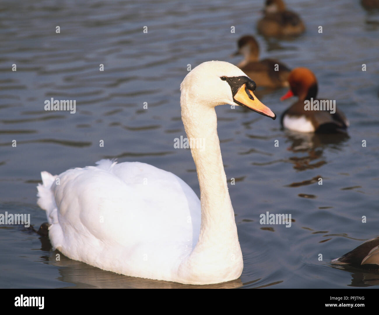 Ducks for background hi-res stock photography and images - Alamy