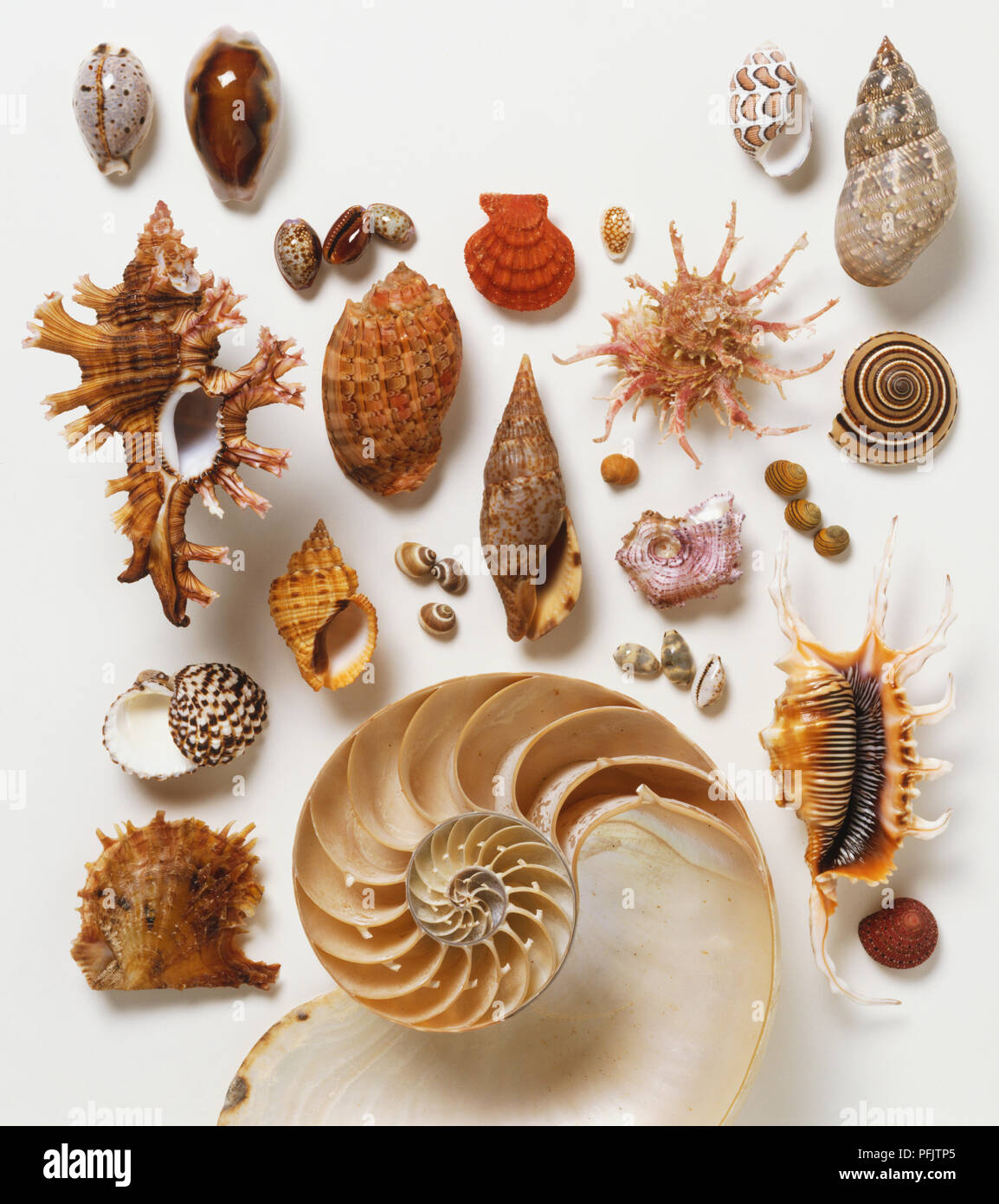 Selection of sea shells Stock Photo - Alamy
