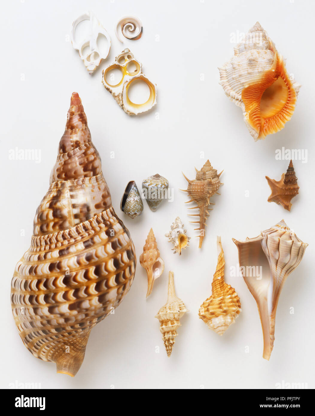 Selection of sea shells Stock Photo - Alamy