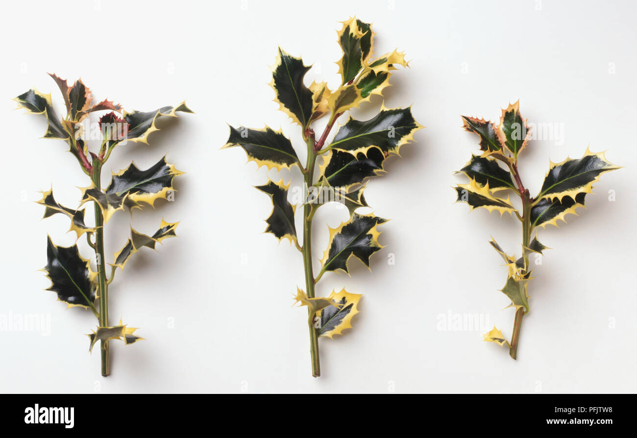 Three twigs of Ilex sp., Holly Stock Photo - Alamy