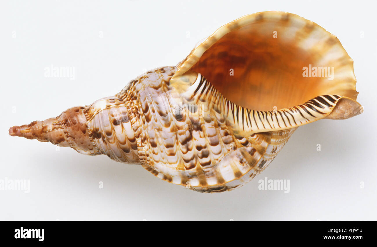 Giant Triton or Trumpet Triton shell (Charonia tritonis), close up ...