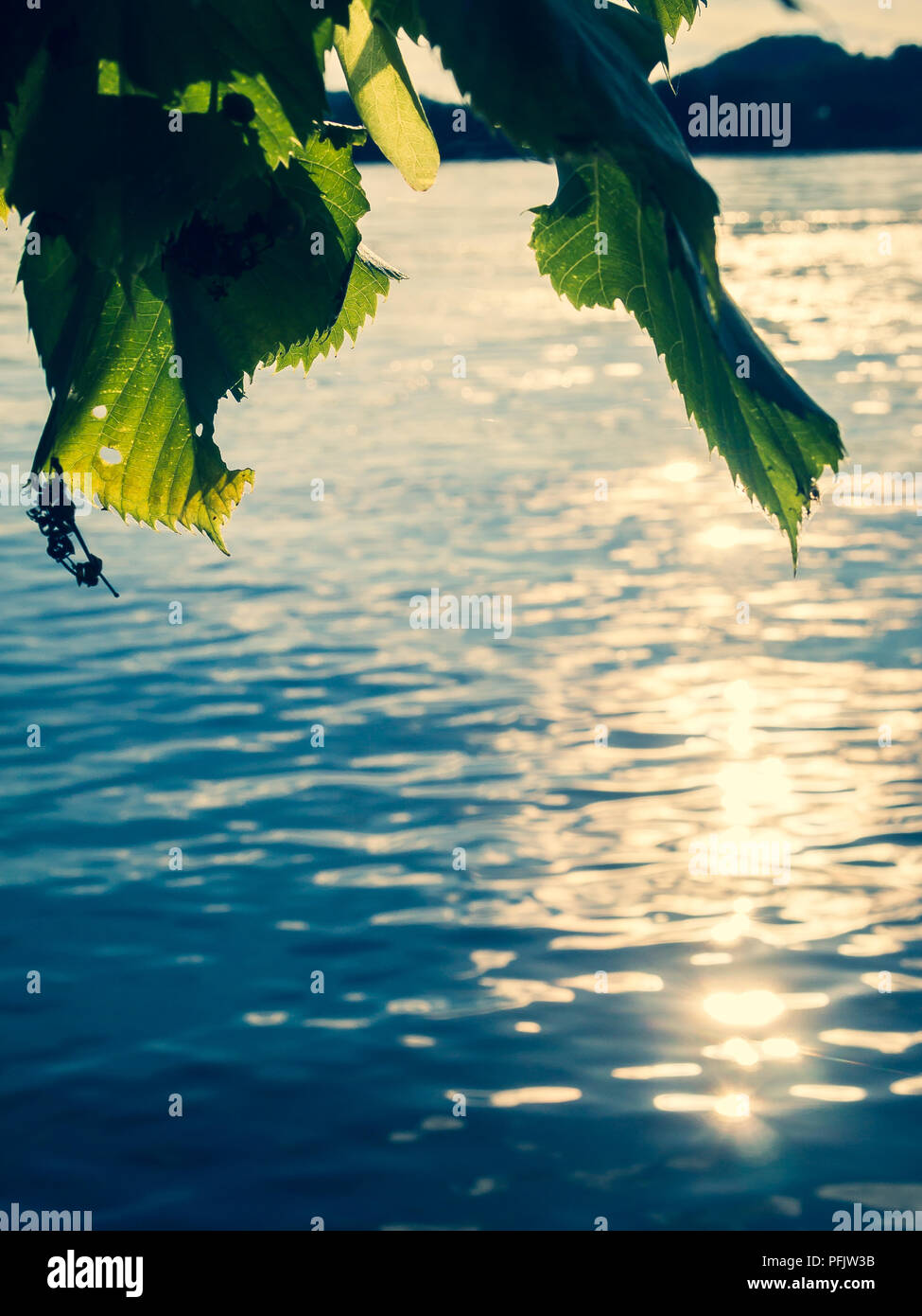 Leaves water scenery hi-res stock photography and images - Alamy