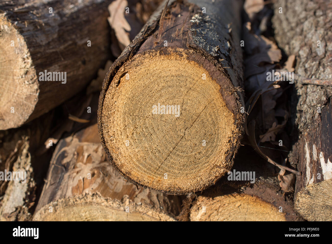 Cut tree stump surface as a background texture Stock Photo - Alamy