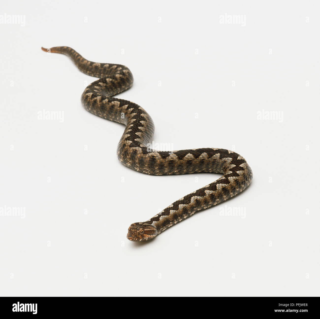 An Adder, grass snake Stock Photo - Alamy