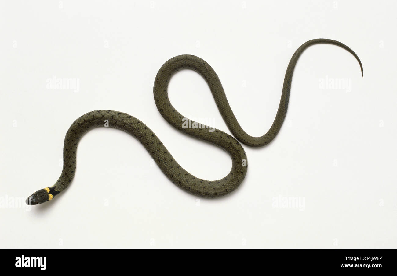 Diadophis punctatus, Ringneck snake Stock Photo - Alamy