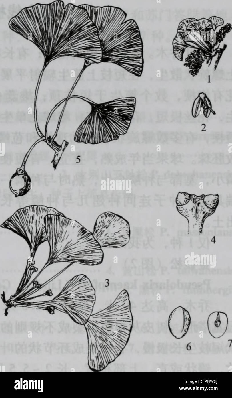 This botanical work focuses on the Ginkgoaceae family, particularly ...