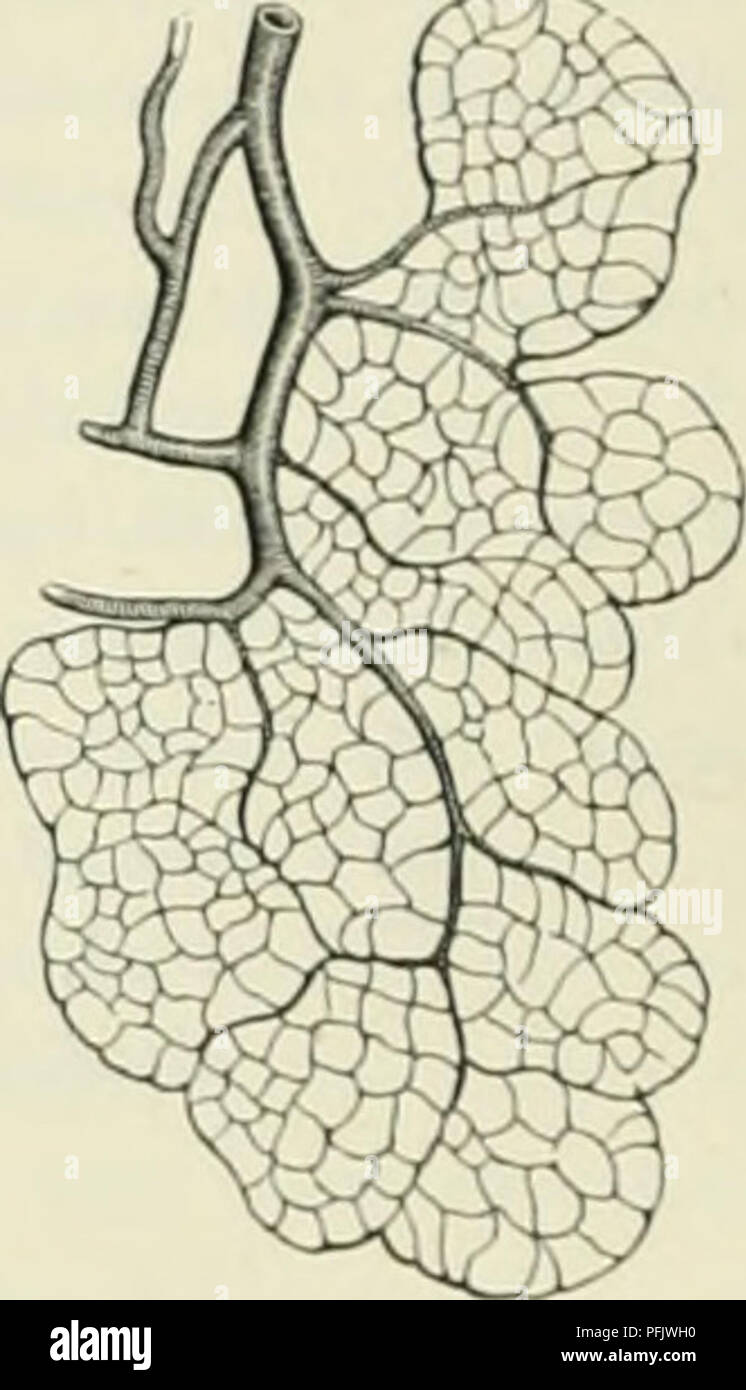 This work covers the theory and practice of dairy farming, detailing ...