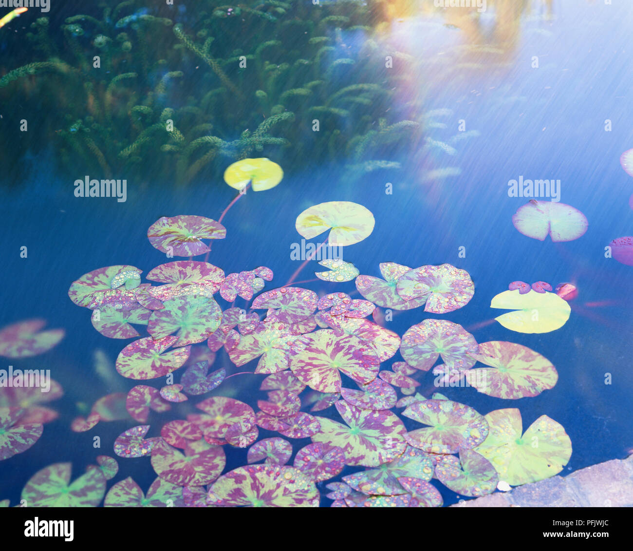 Water lily pond Stock Photo - Alamy