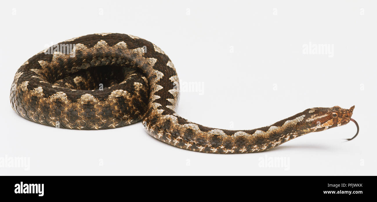 An adder, curled up, tongue out Stock Photo - Alamy