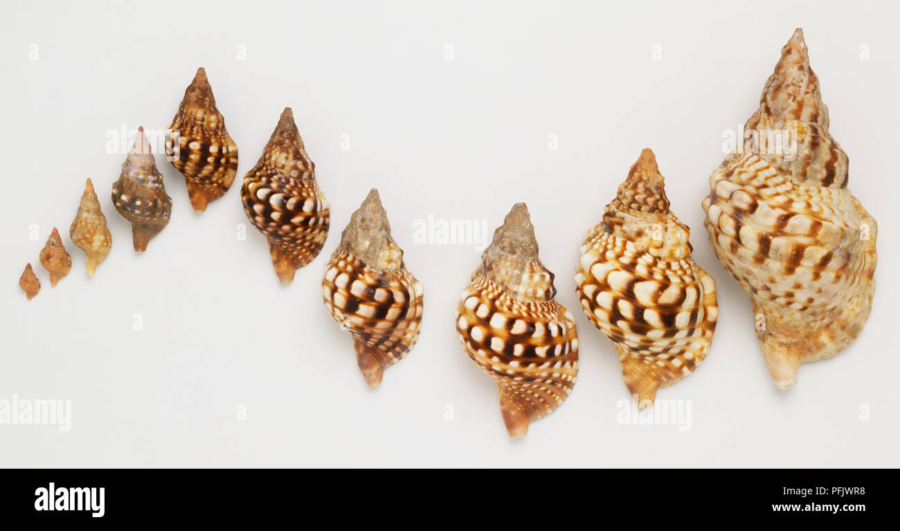 Spiral-shape mollusc shells arranged by size in a winding line Stock ...