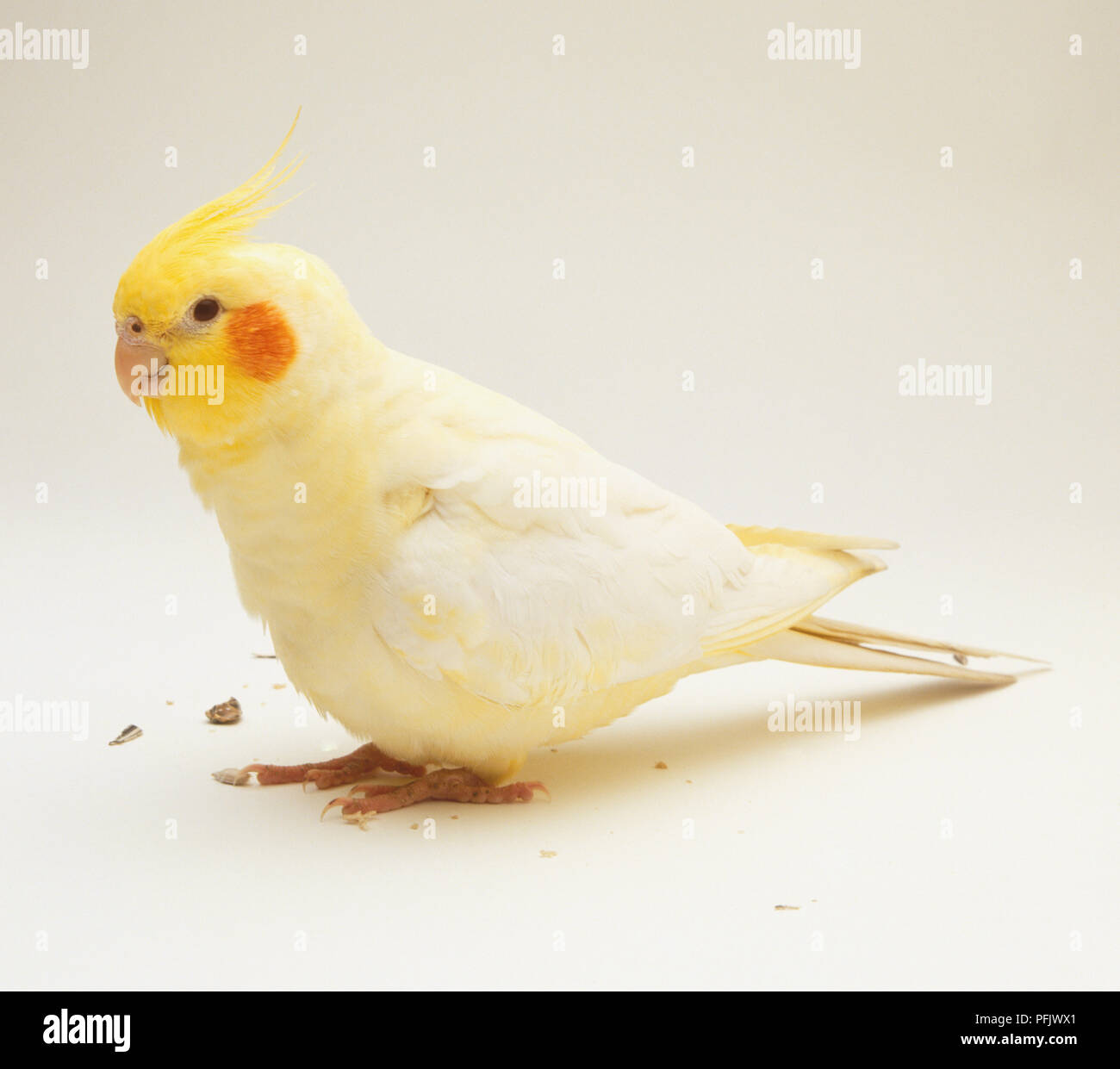 Cockatiel (Nymphicus Hollandicus), side view Stock Photo - Alamy