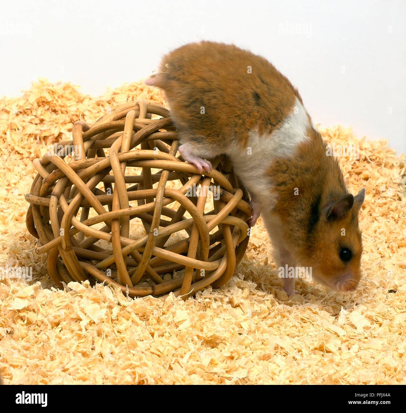 Brown and white hamster climbing off woven ball Stock Photo - Alamy