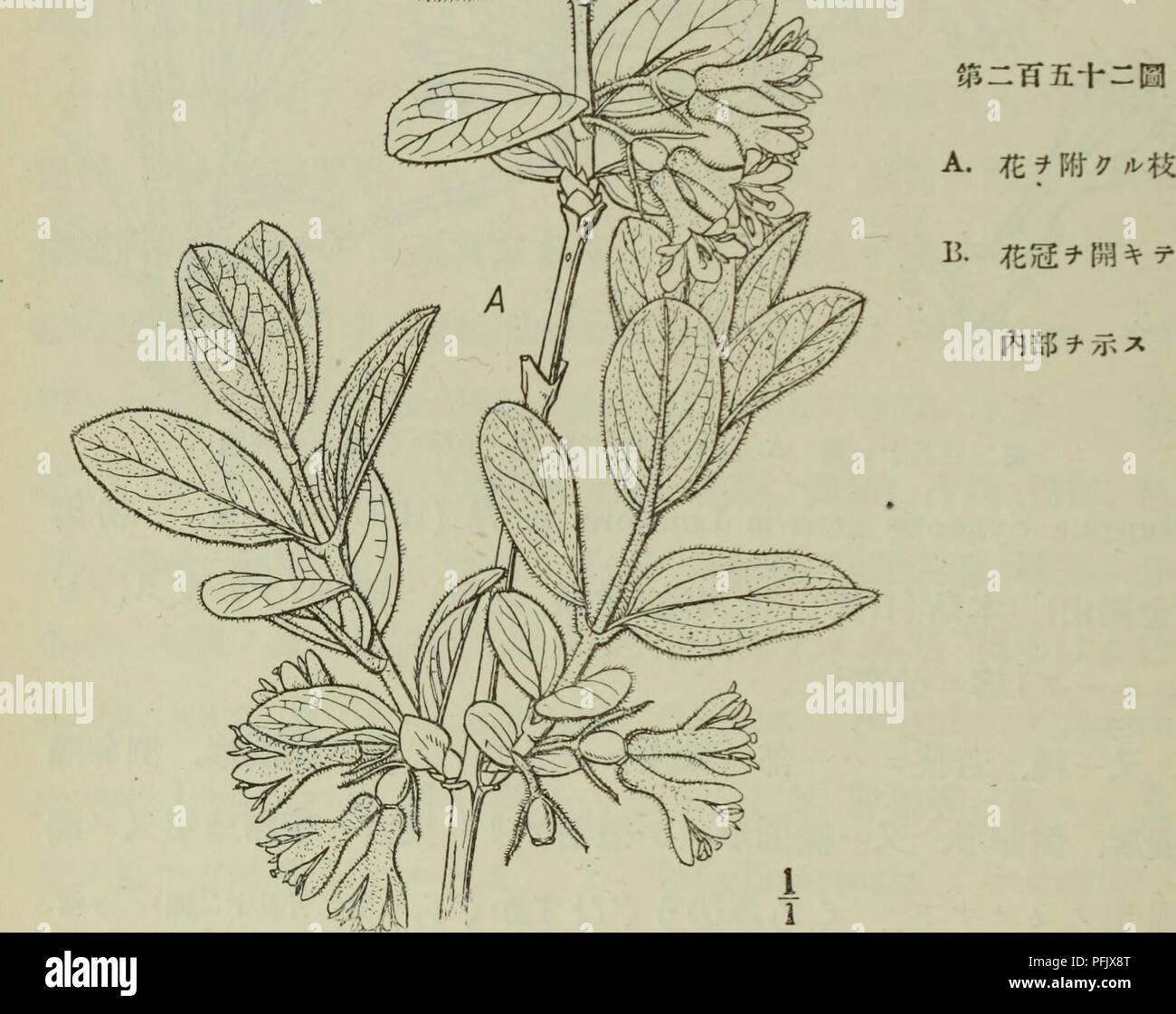 This work, written by Nakai Takenoshin and Koizumi Gen’ichi, presents a ...
