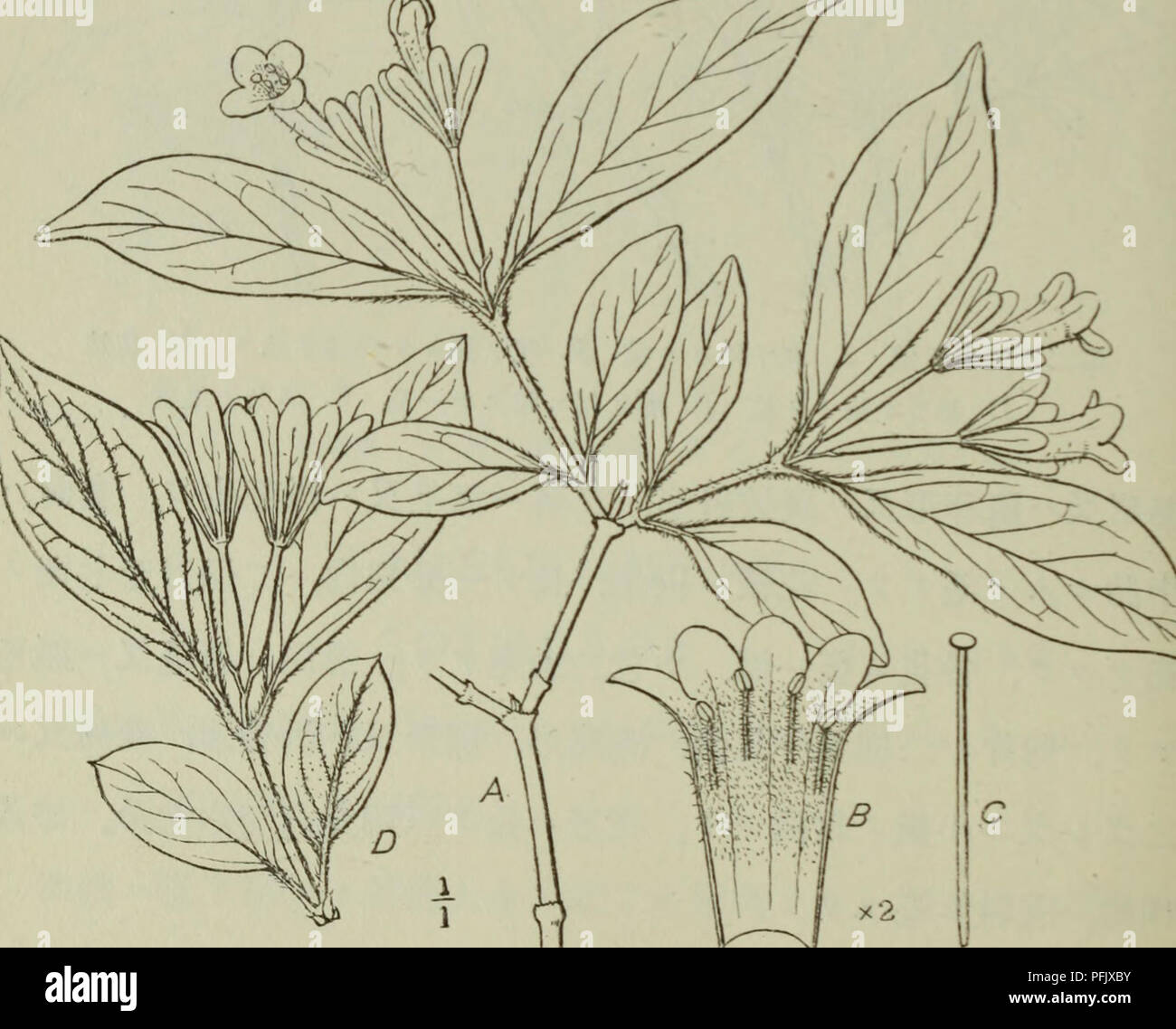 This botanical illustration from 'Dai Nihon Jumokushi' showcases ...