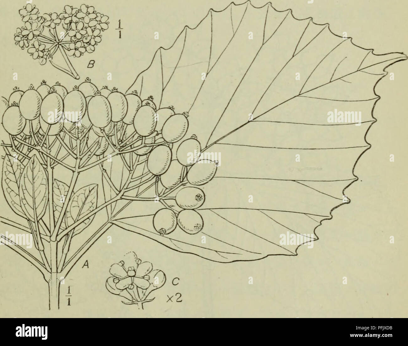 This work on Japanese trees and shrubs includes detailed descriptions ...