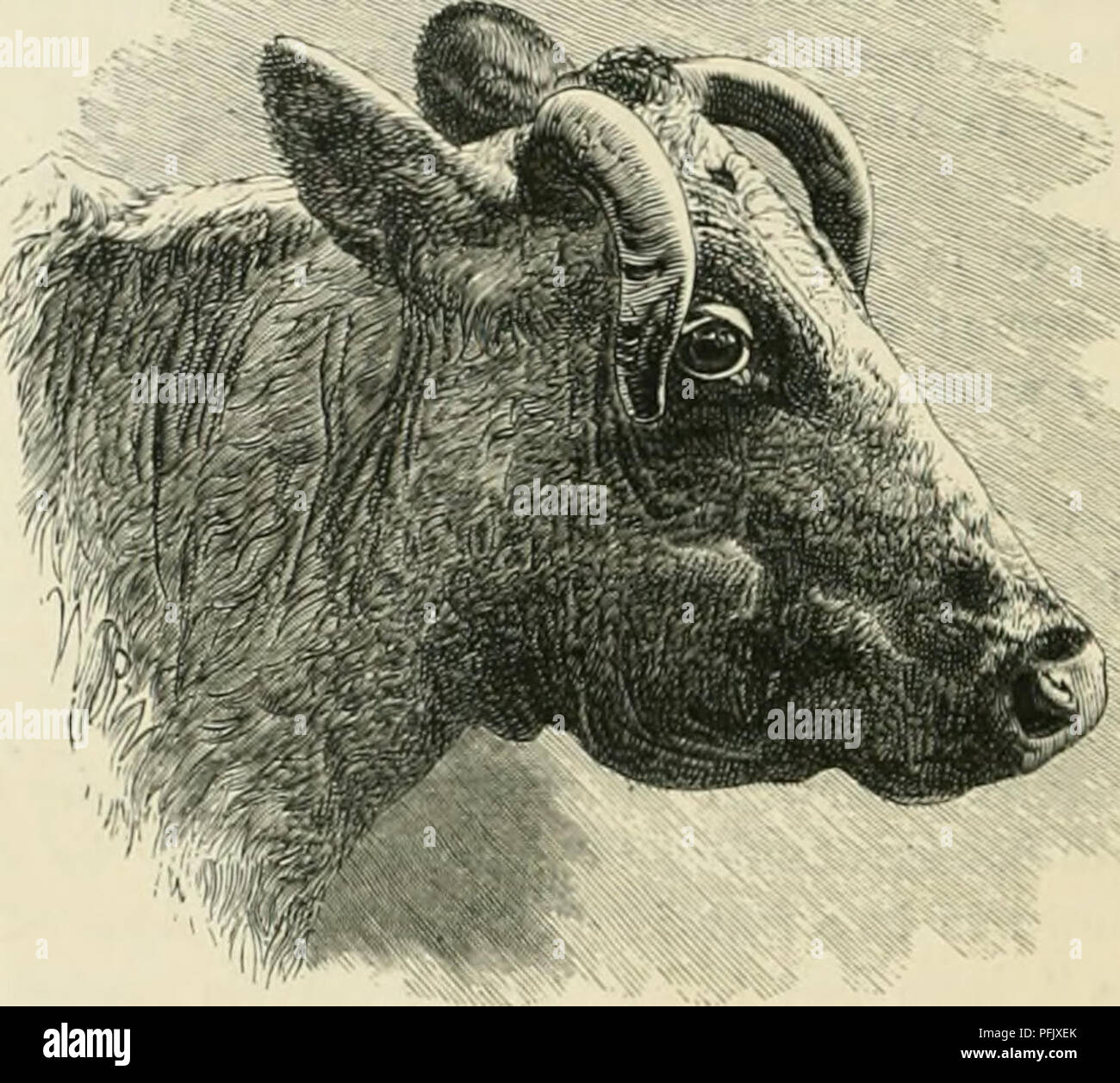 Roan cow hi-res stock photography and images - Alamy