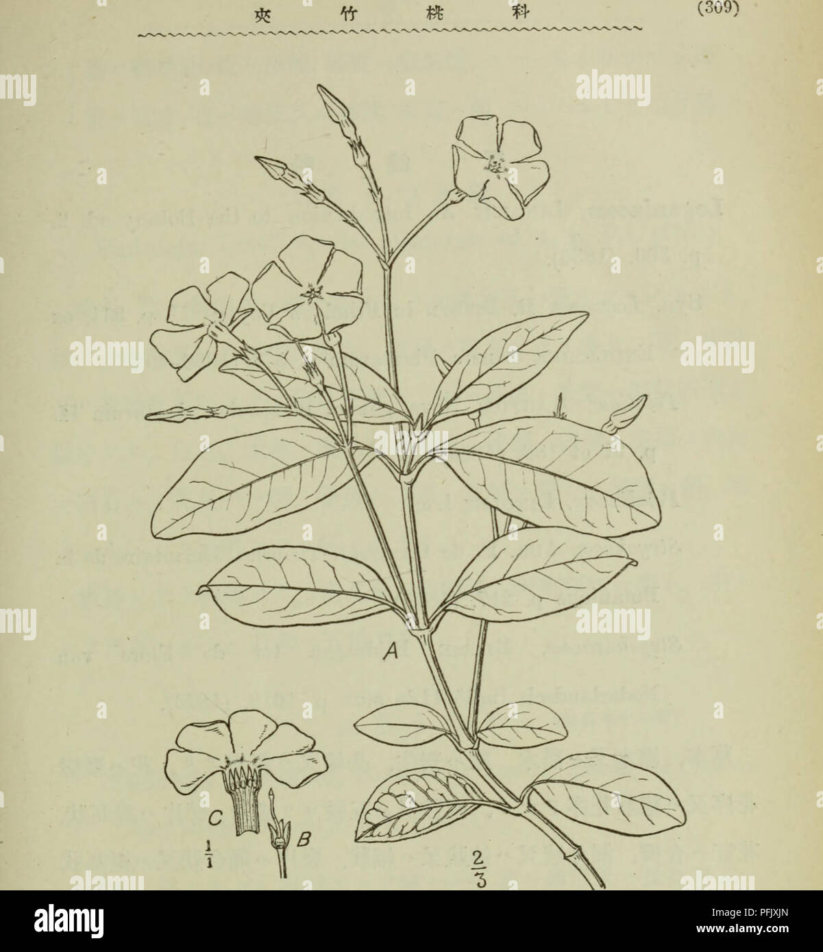 The illustration presents a variety of Japanese trees and shrubs, as ...