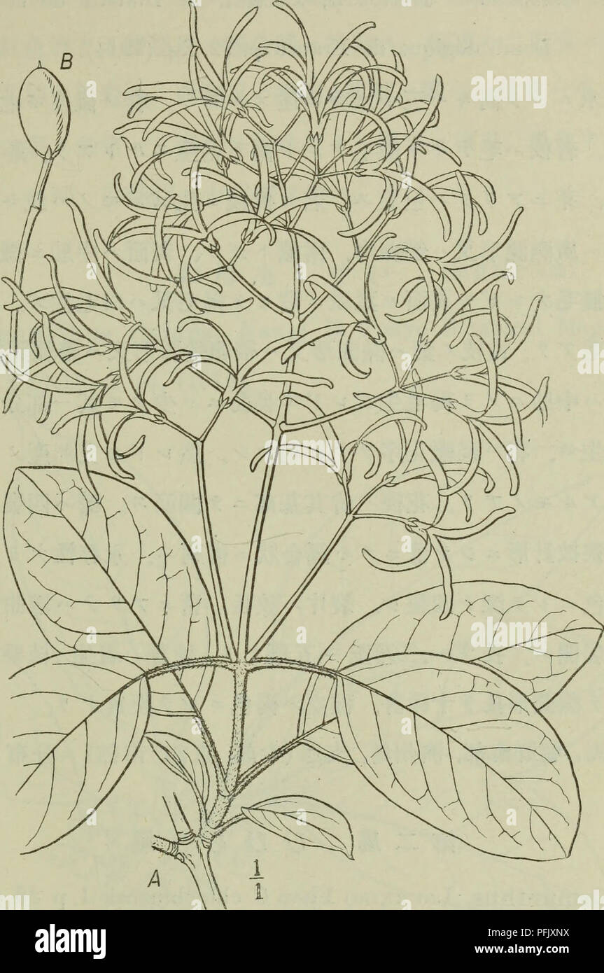 Mi dai hi-res stock photography and images - Alamy