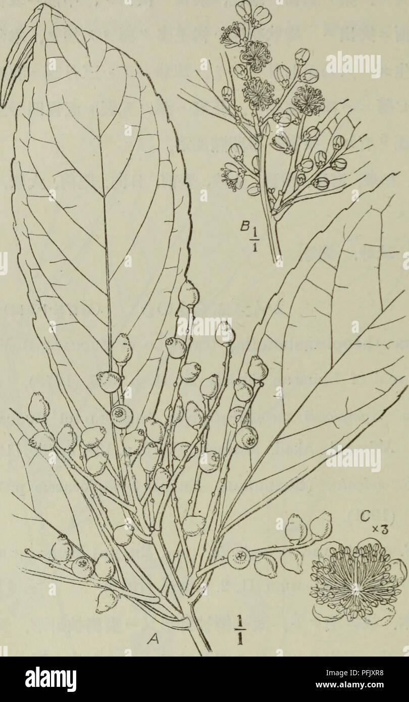 A detailed guide to the trees and shrubs of Japan, illustrating and ...