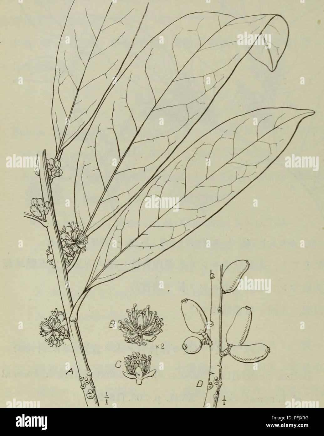 This work by Takenoshin Nakai and Gen'ichi Koizumi provides a ...