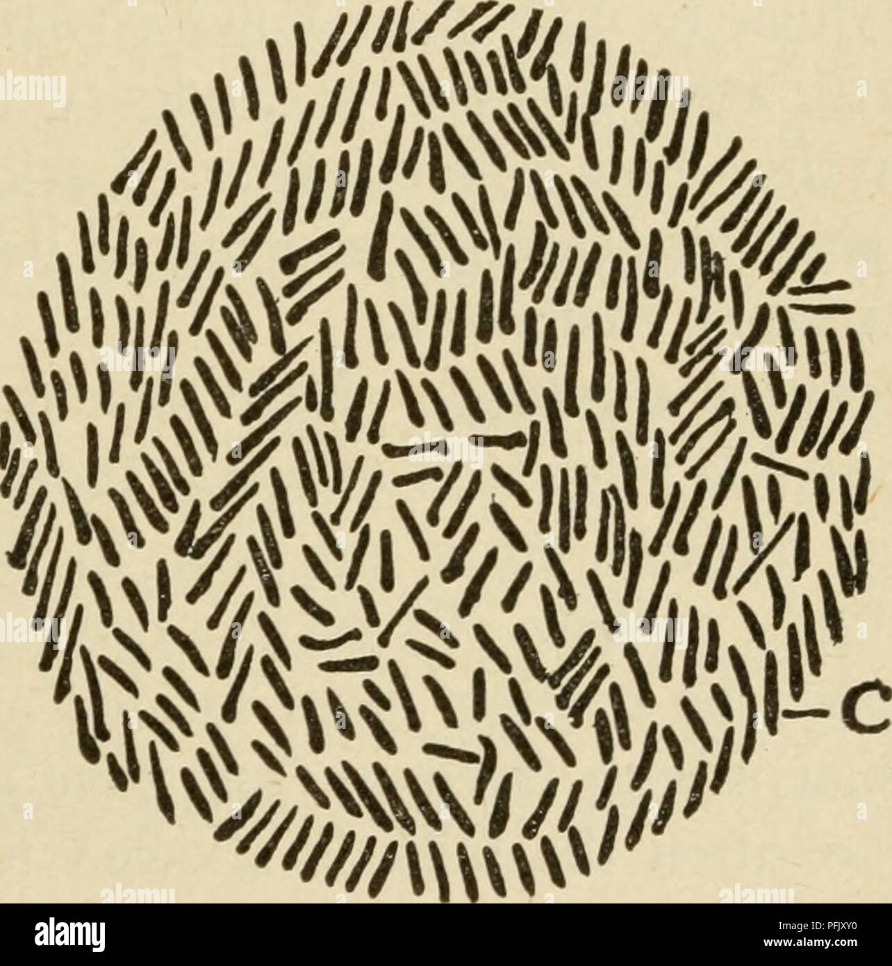 Tem bacteria hi-res stock photography and images - Alamy