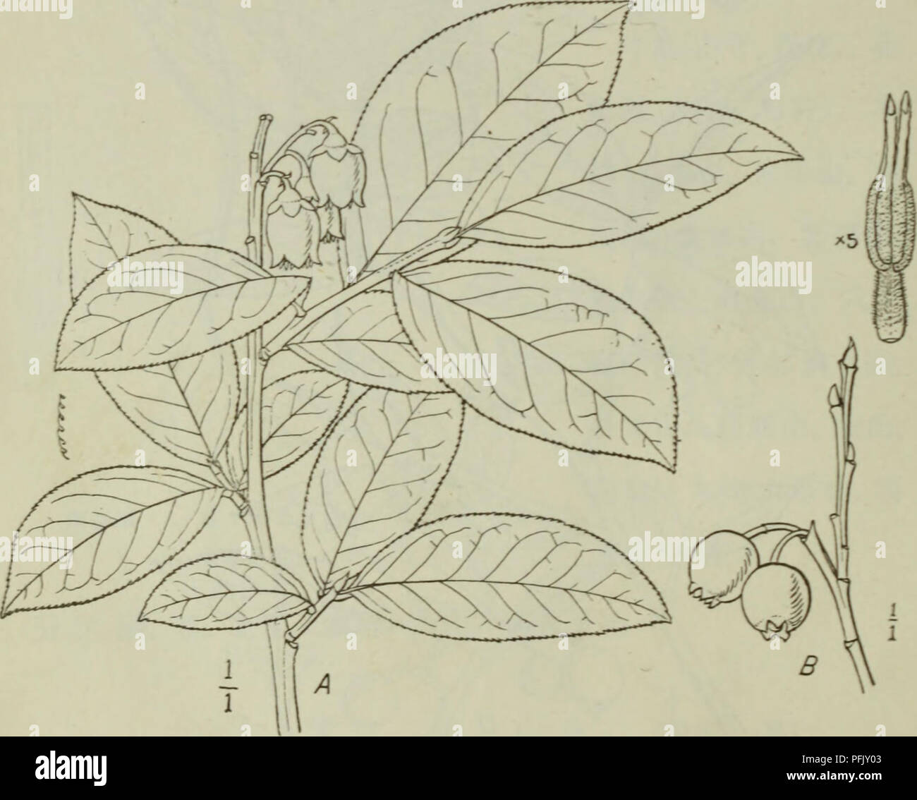 This Japanese work discusses the trees and shrubs of Japan, providing a ...
