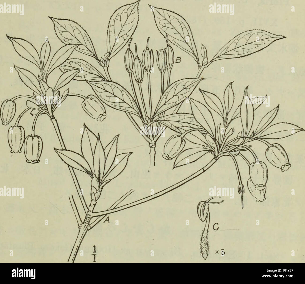 147 cc hi-res stock photography and images - Alamy