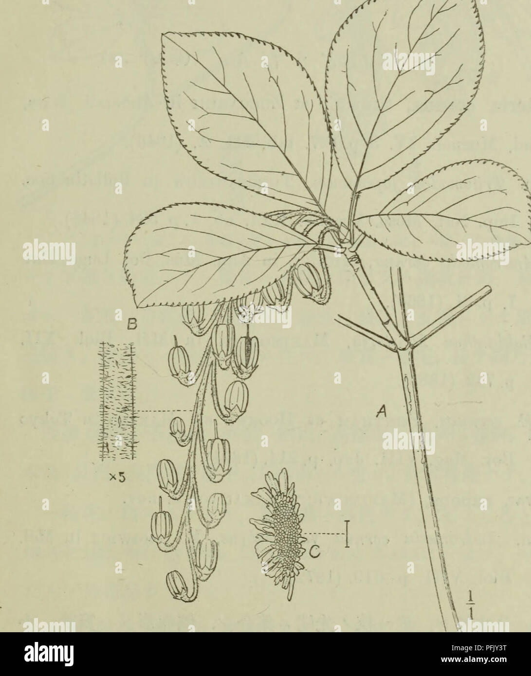 An important work on the study of Japanese trees and shrubs, by ...