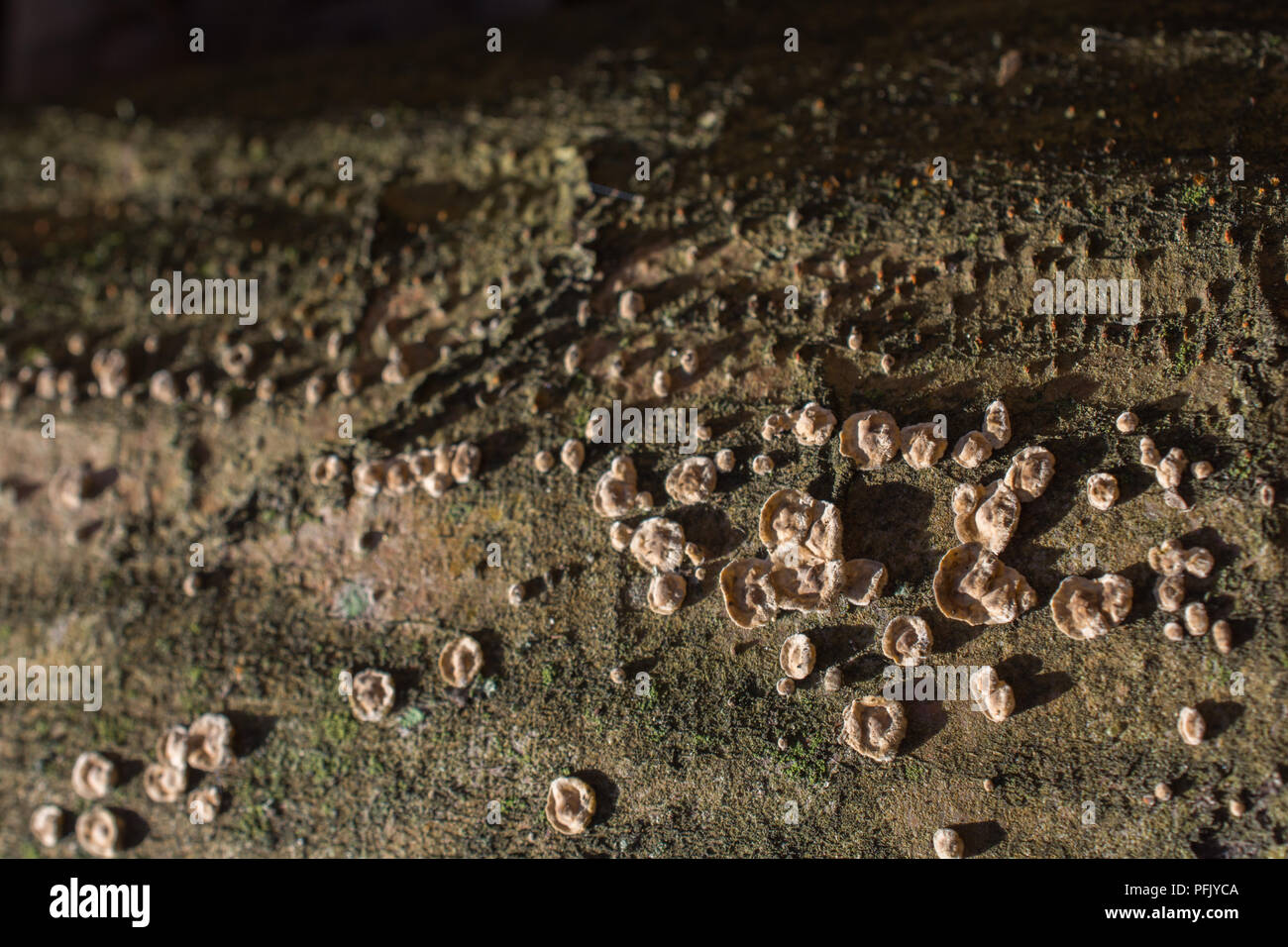 fungi growing on a fallen tree trunk Stock Photo - Alamy