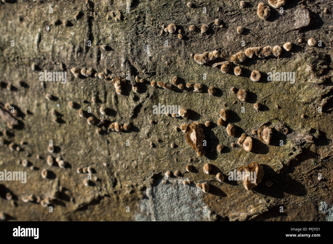 fungi growing on a fallen tree trunk Stock Photo - Alamy