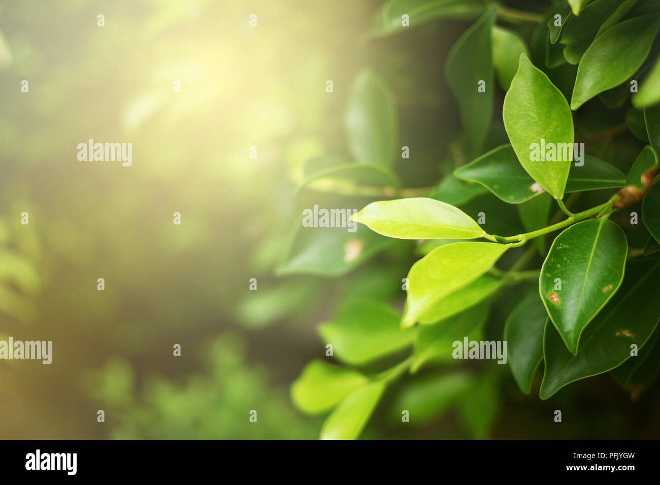 Green leaf soft focus with closeup in nature view on blurred greenery ...