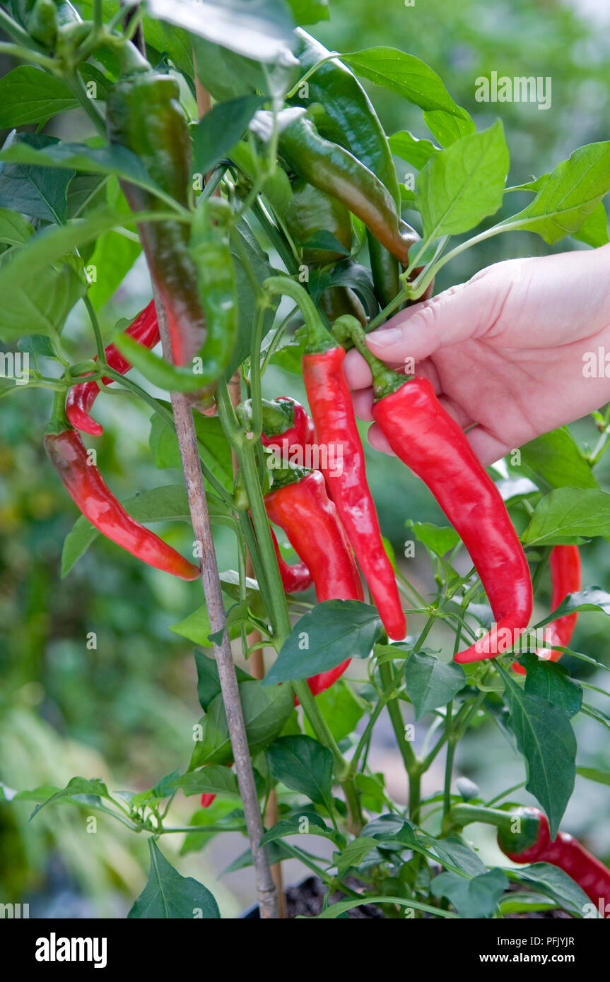 Hand picking ripe red chilli peppers, close-up Stock Photo - Alamy