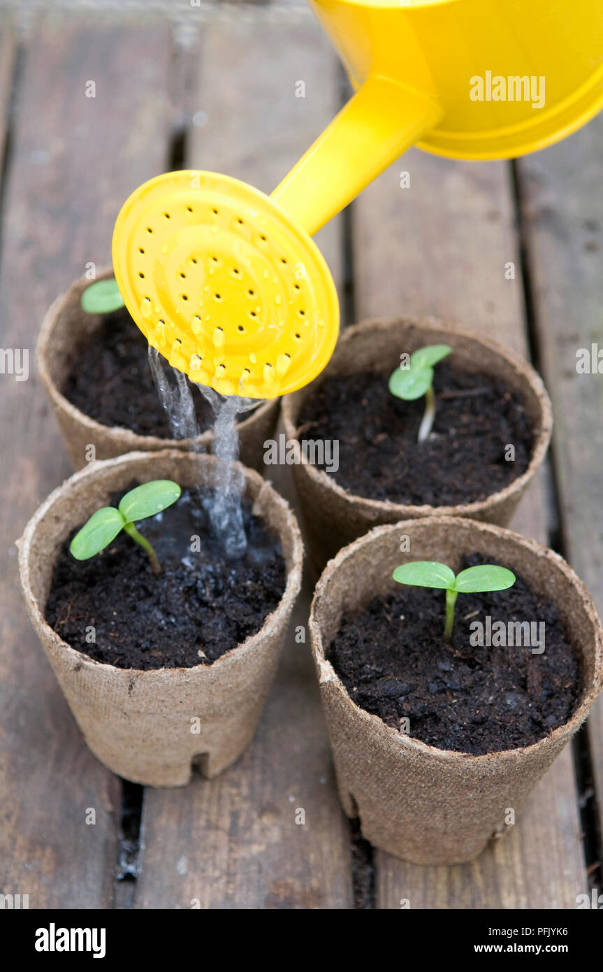 Watering sunflower seedlings in biodegradable pots, using watering can ...