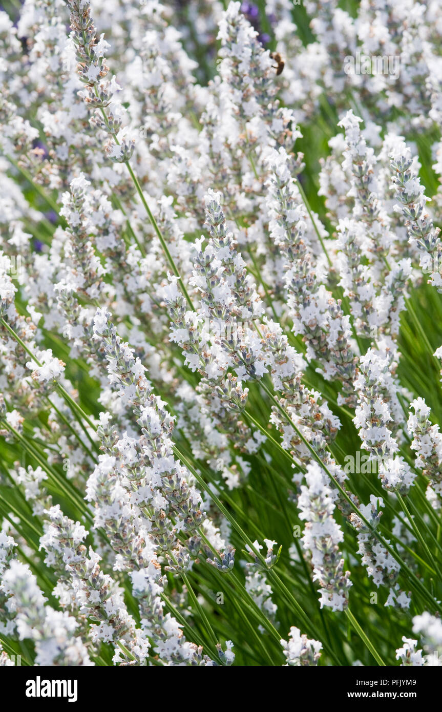 White lavender flower heads, close-up Stock Photo - Alamy