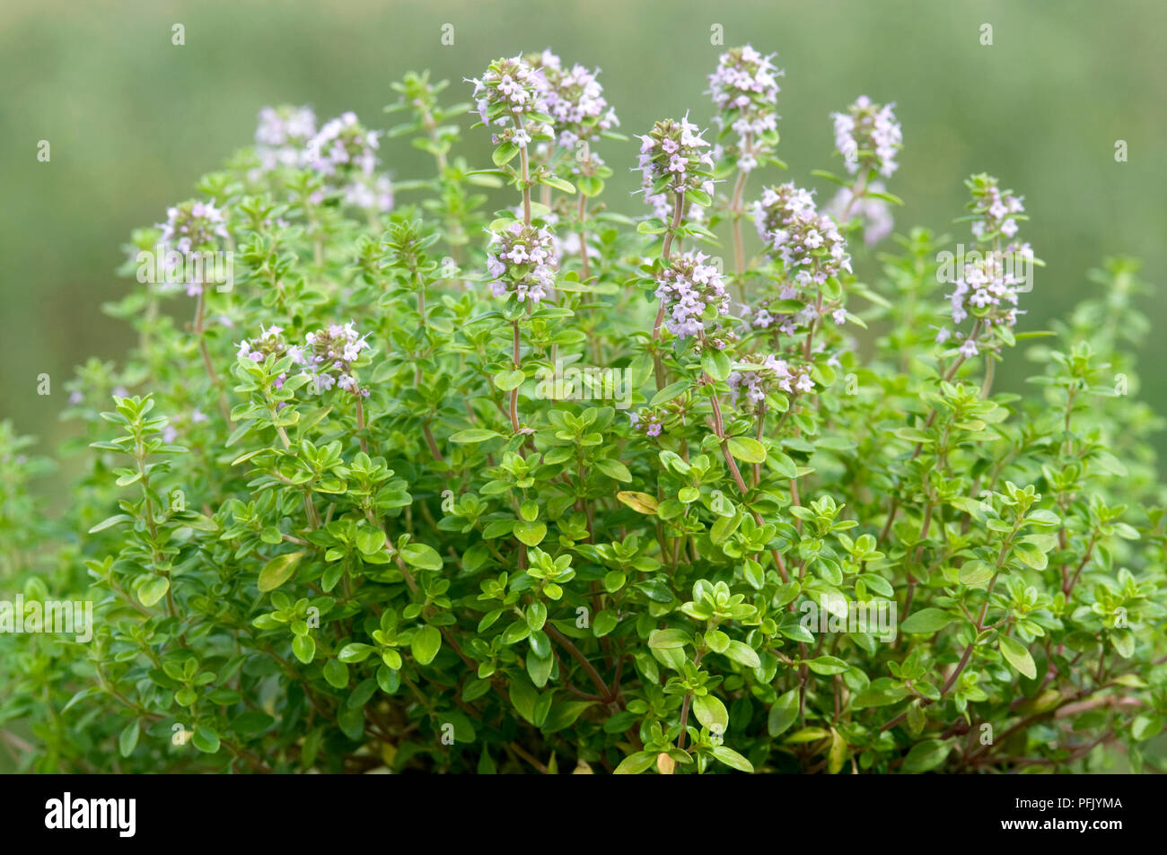 Thymus 'Golden King' (Thyme), flowering, close-up Stock Photo - Alamy