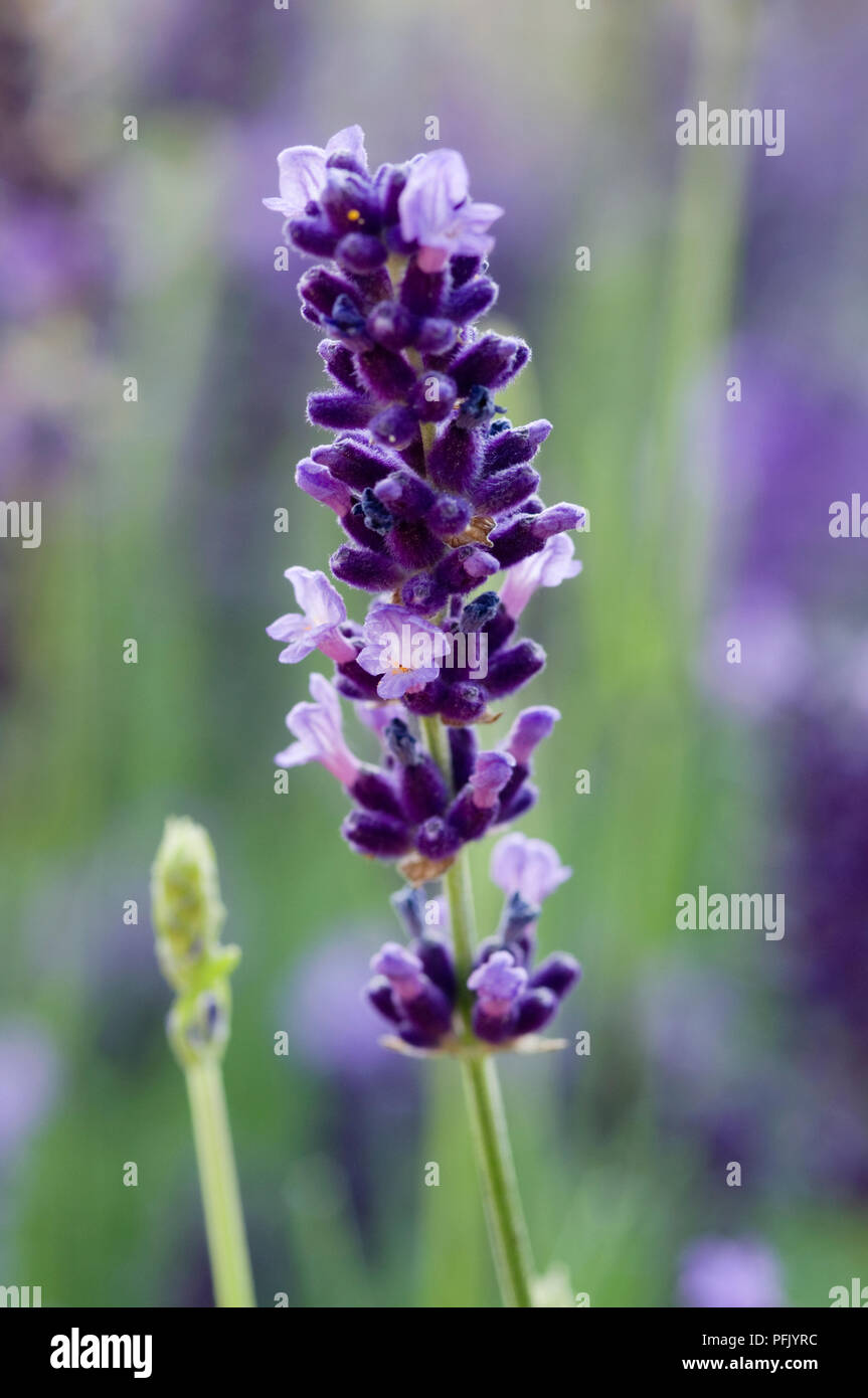 Lavandula angustifolia 'Hidcote' (Lavender), flower head, close-up ...