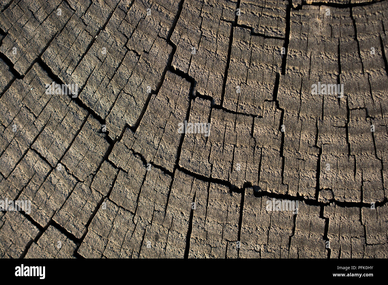 Cut tree stump surface as a background texture Stock Photo - Alamy