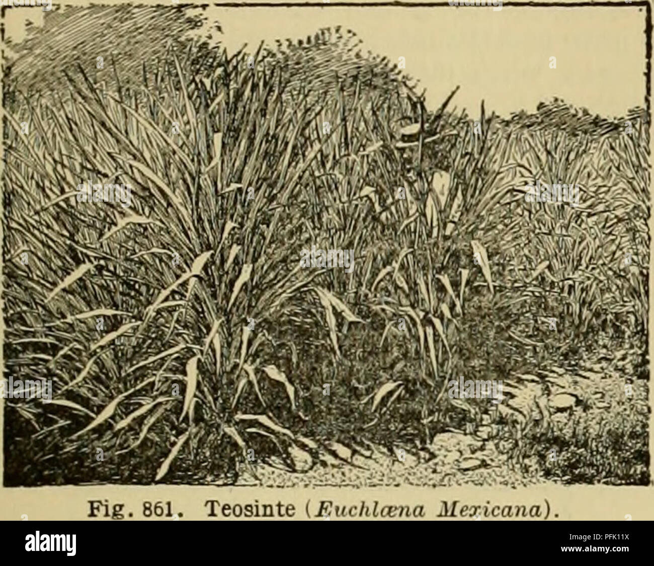 . Cyclopedia of farm crops. Farm produce; Agriculture. TEOSINTE TOBACCO ...