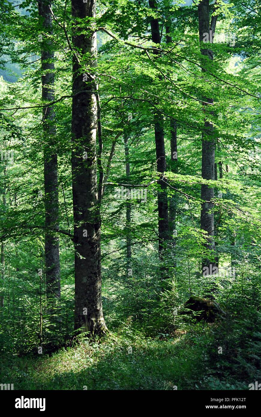 Bulgaria, Rila Monastery Forest Reserve, forest of lush trees Stock ...