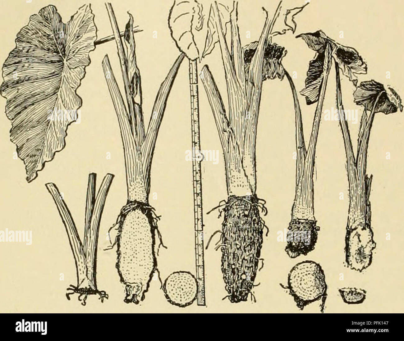 Taro patches hi-res stock photography and images - Alamy