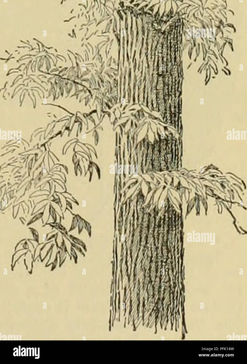 Silver fir larch hi-res stock photography and images - Alamy