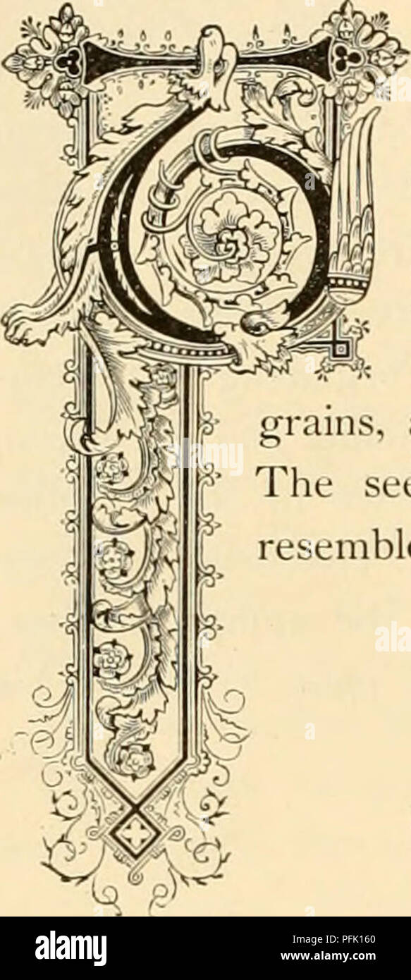 Darnel grass hi-res stock photography and images - Alamy