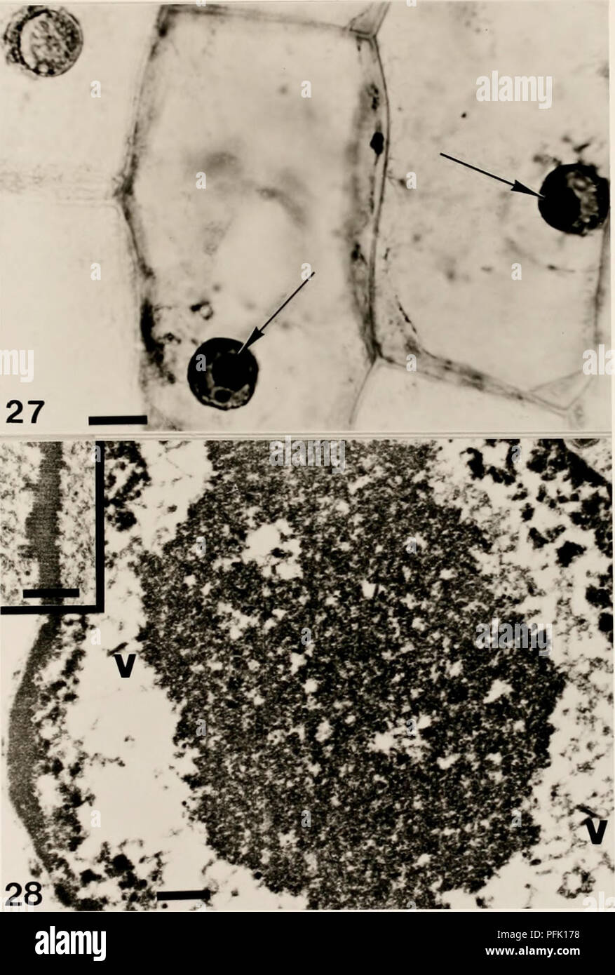 . Cytological methods for the detection, identification, and ...